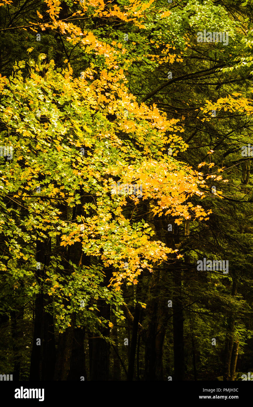 Fall Trees Hartland, Connecticut, USA Stock Photo - Alamy