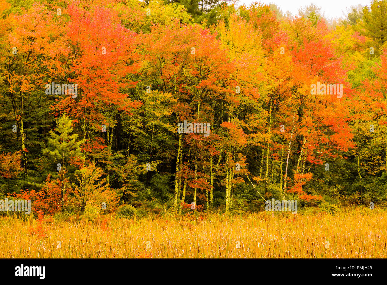 Fall Trees Hartland, Connecticut, USA Stock Photo - Alamy