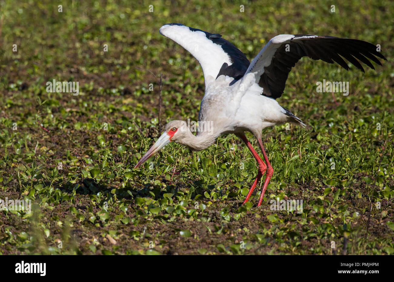 Ciguena americana hi-res stock photography and images - Alamy