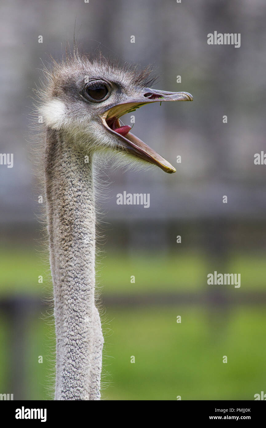 A shouting angry ostrich photographed in South Africa Stock Photo - Alamy