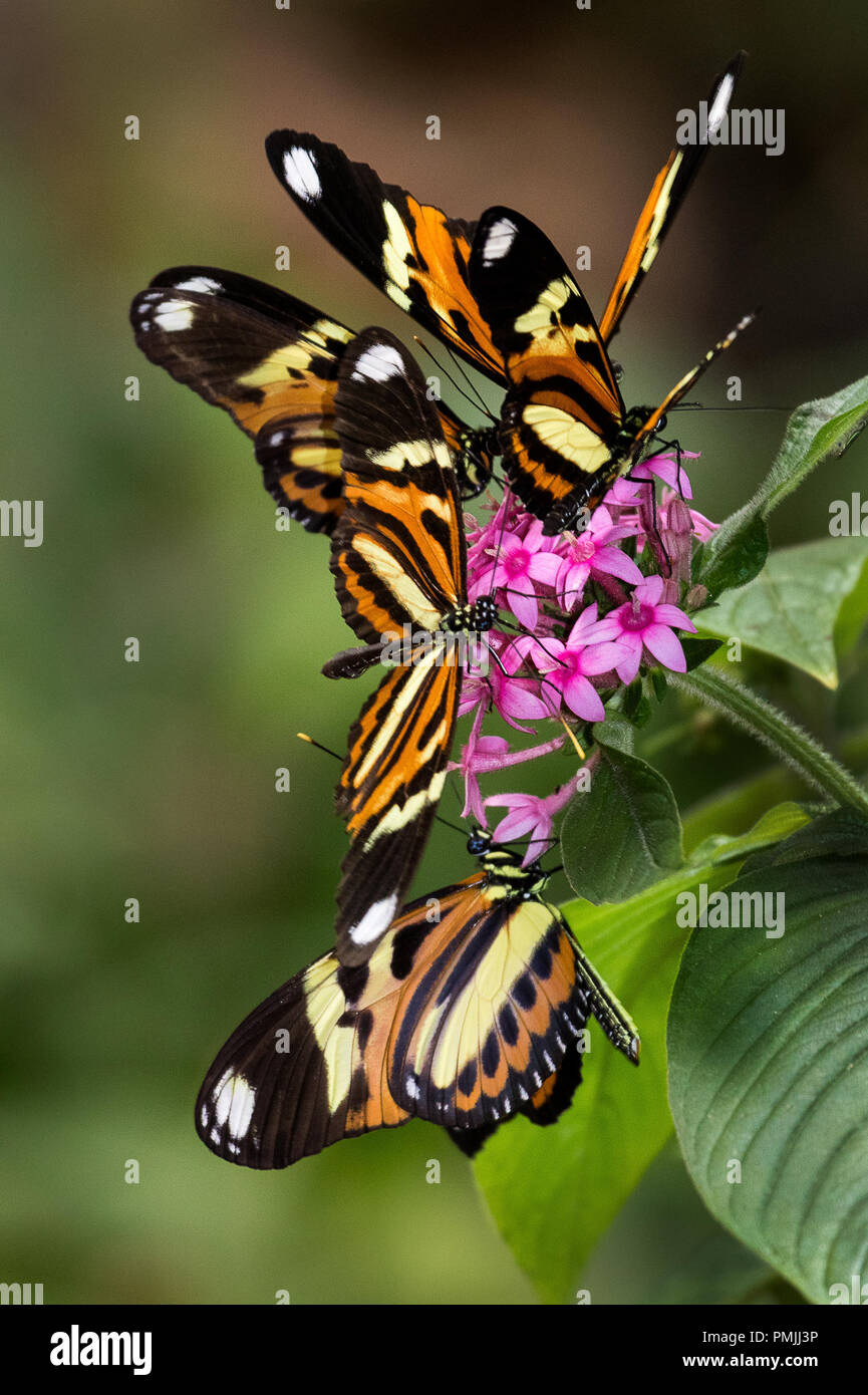 Mariposa mariposas insectos hi-res stock photography and images - Alamy