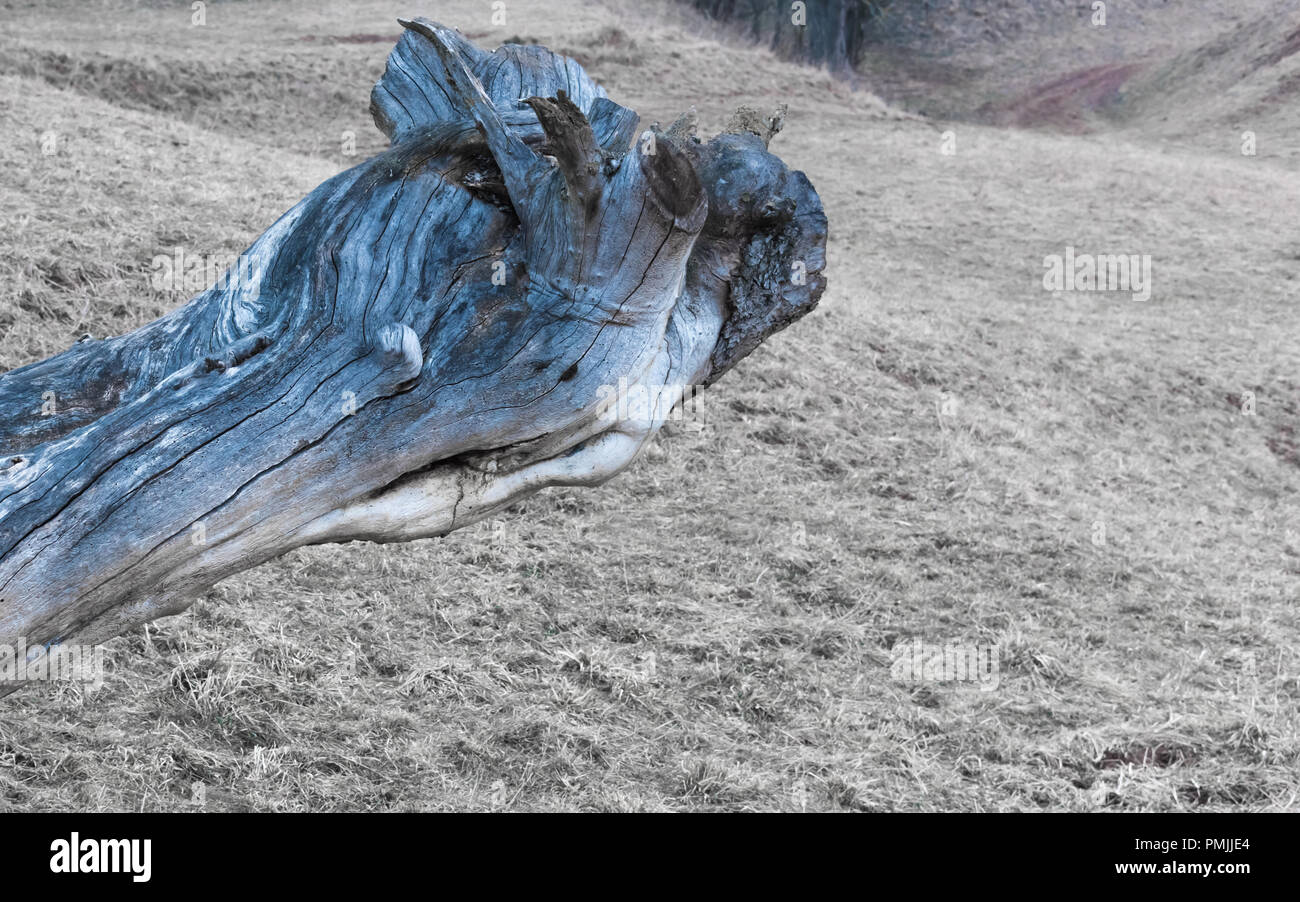 the thing in the forest caught in the tree Stock Photo - Alamy