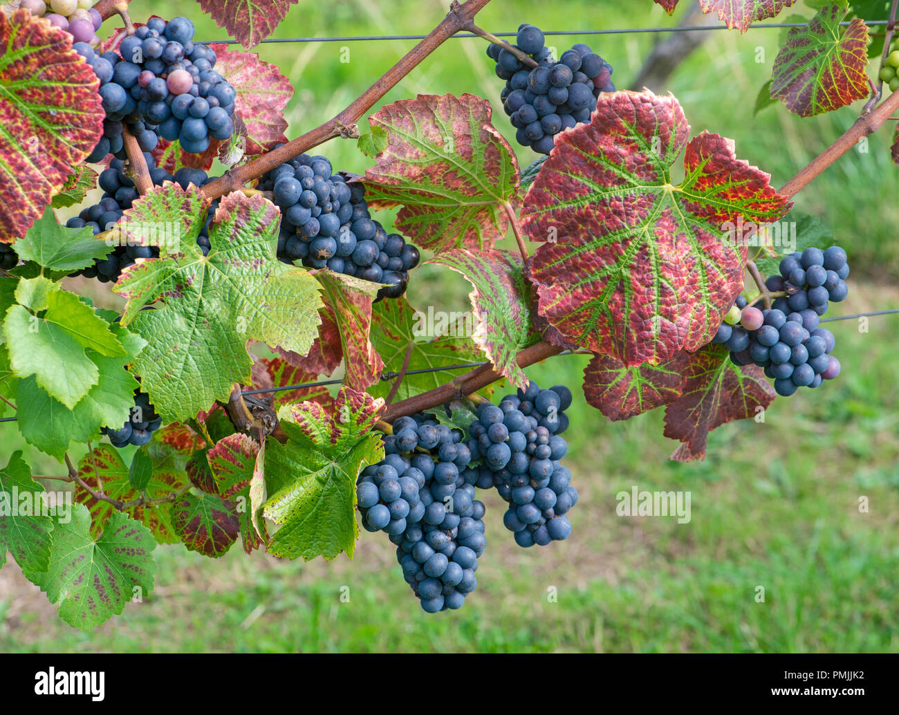 Grape vine uk hi-res stock photography and images - Alamy