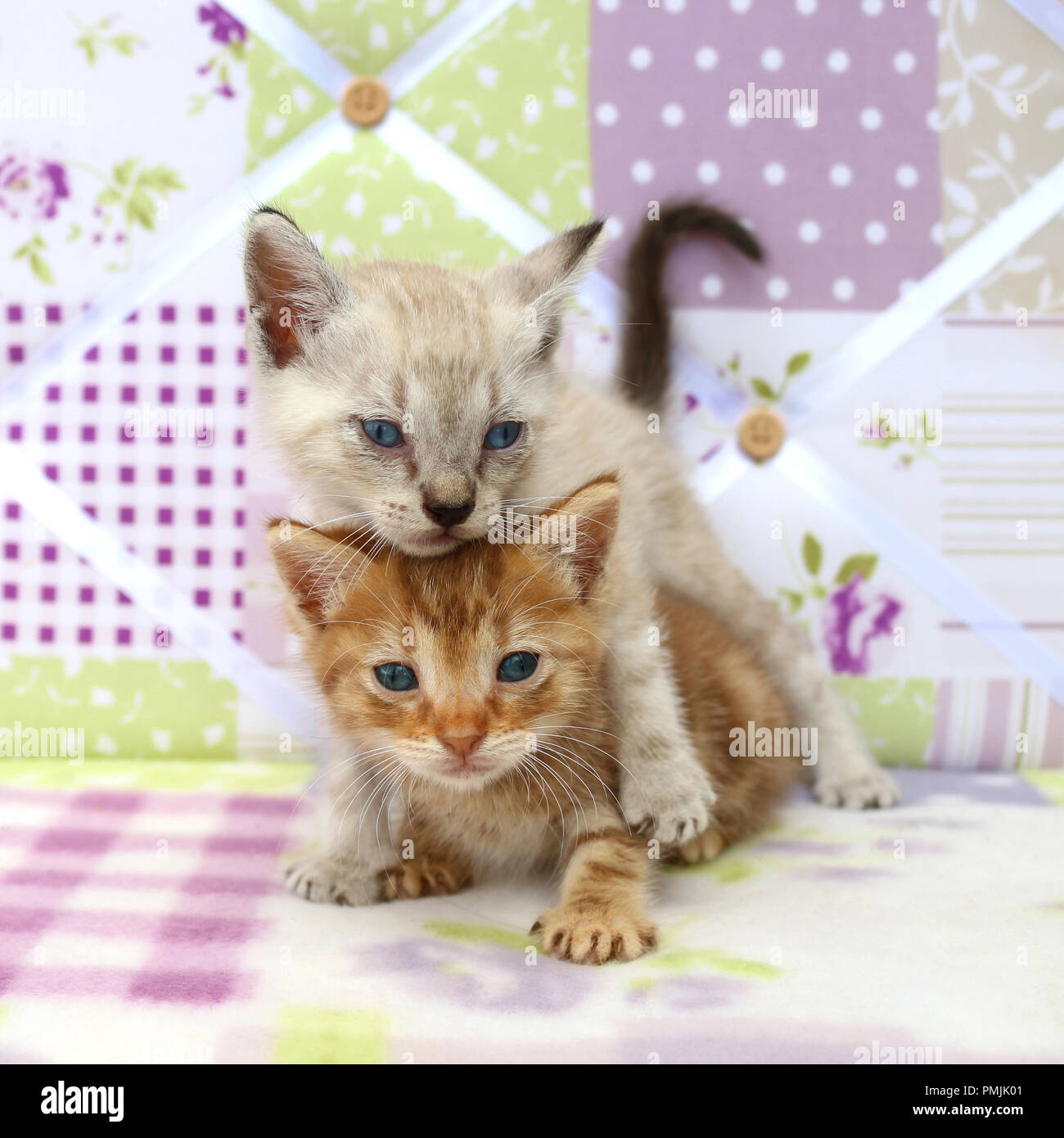 two kittens, 5 weeks old, seal tabby point, red tabby, one above the ...
