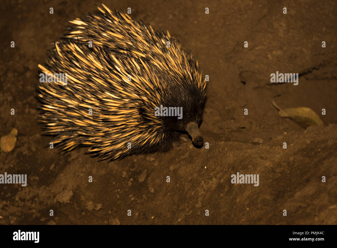 Short beaked echidna tachyglossus aculeatus hi-res stock photography ...