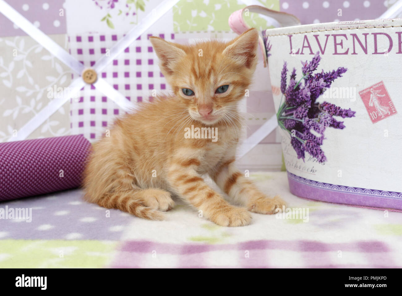 Ginger kitten hi-res stock photography and images - Alamy
