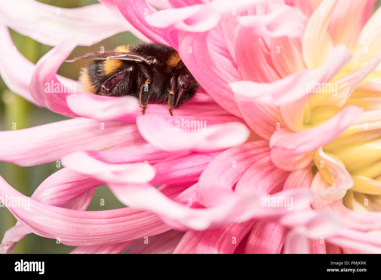 Not endangered bumblebee hi-res stock photography and images - Alamy