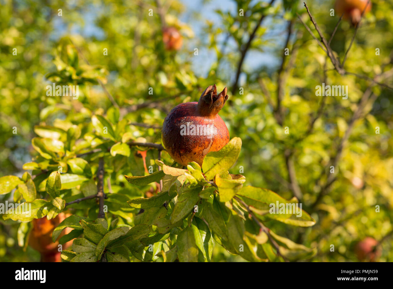 ornamental pomegranate tree in the garden Stock Photo - Alamy