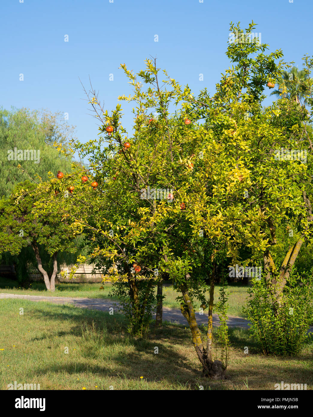 Pomegranate branch ornamental agriculture hi-res stock photography and ...