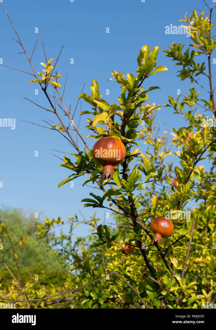 Ornamental pomegranate tree hi-res stock photography and images - Alamy