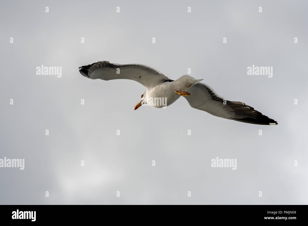 Seagull bird in fjord hi-res stock photography and images - Alamy