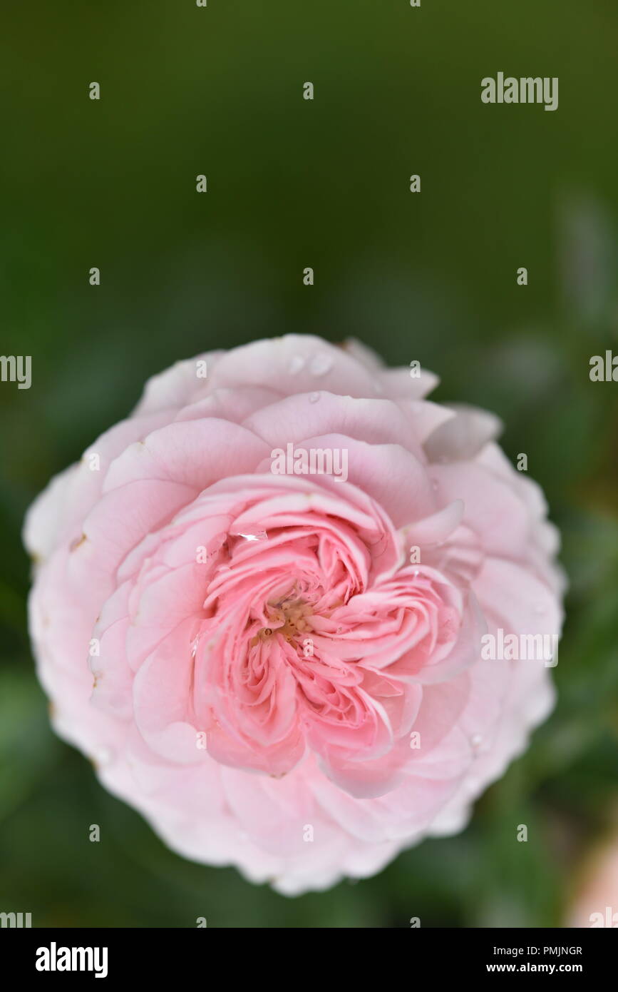 Ground Cover Roses High Resolution Stock Photography and Images - Alamy
