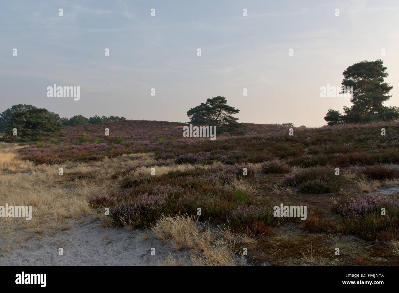 Heather sand hi-res stock photography and images - Alamy
