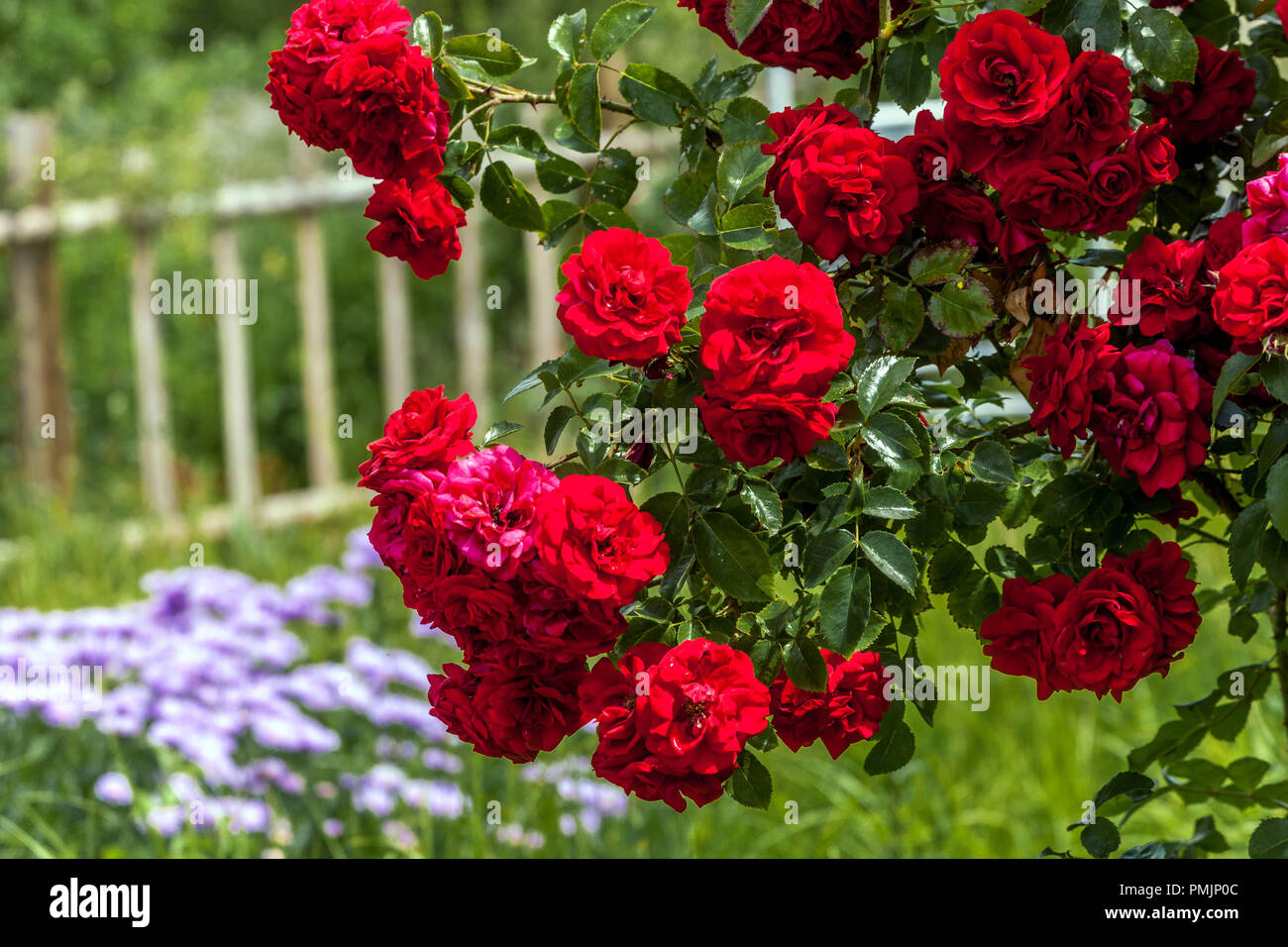 Kordes hi-res stock photography and images - Alamy