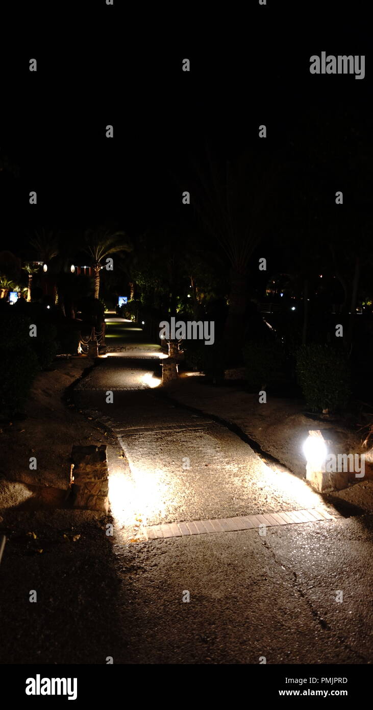 Night Landscape Portrait Path with night lights, natural scenery, palm ...