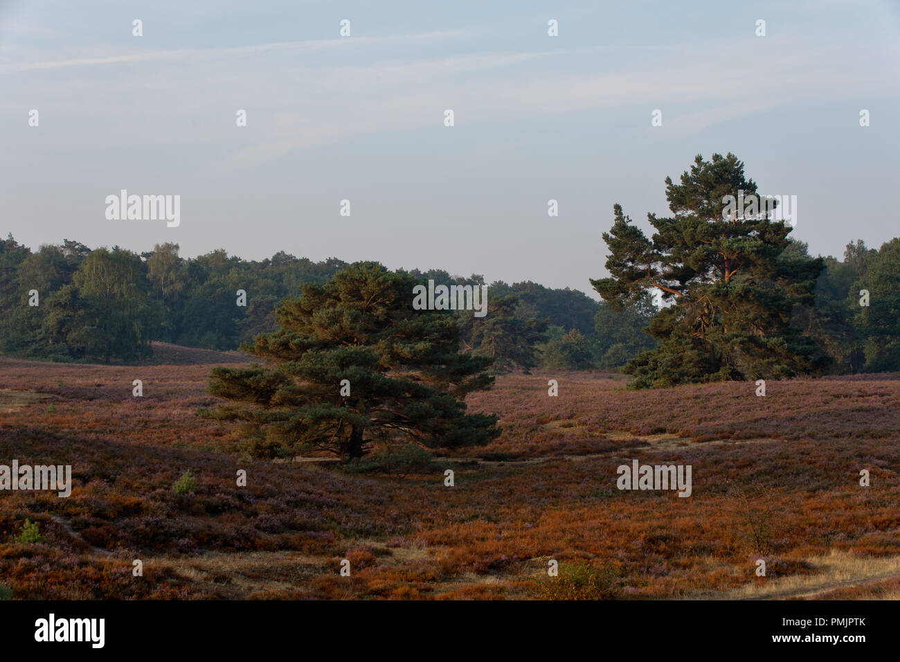 Trees in Brunssummerheide, The Netherlands Stock Photo - Alamy