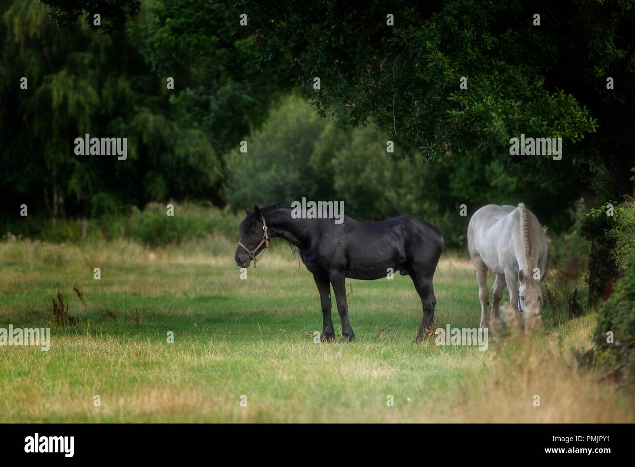 White mare hi-res stock photography and images - Alamy
