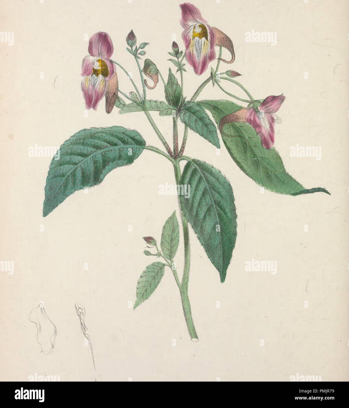 Drawing of Impatiens Picta flower (Painted Impatiens, 1837. ), from the ...