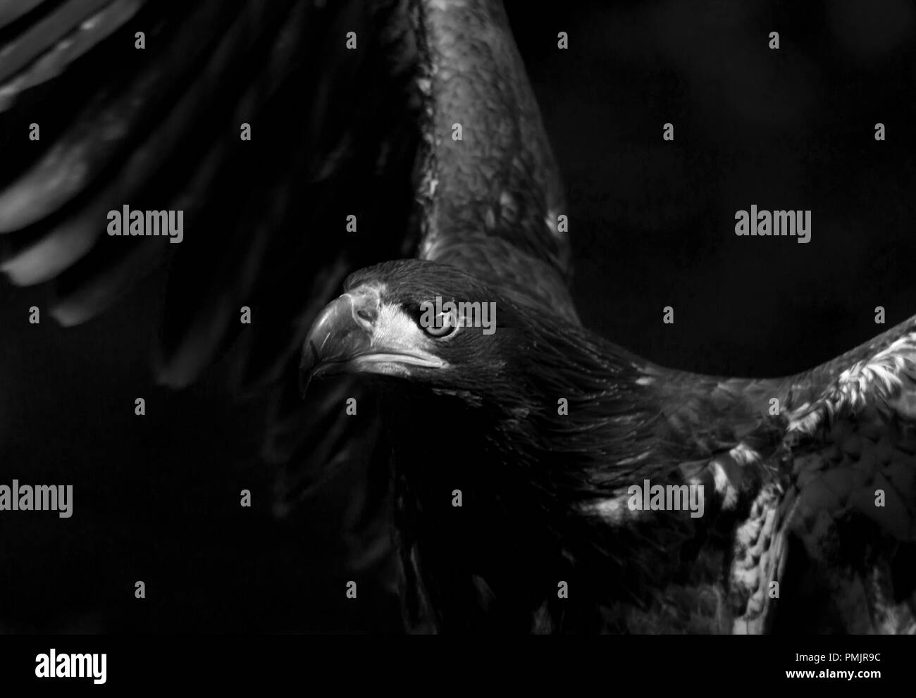Flying eagle Black and White Stock Photos & Images - Alamy