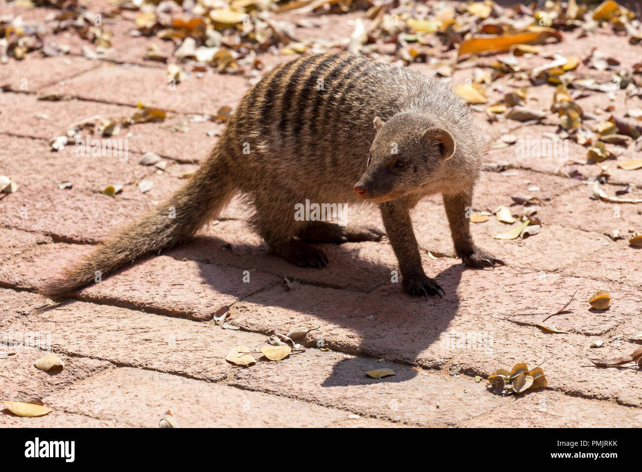 Banded mangoose walking in Namibia Stock Photo - Alamy