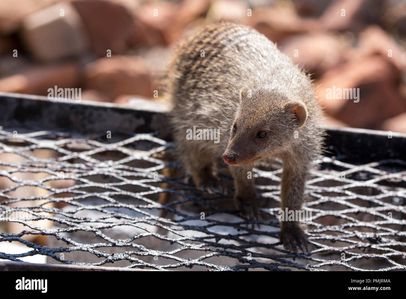 African mangoose hi-res stock photography and images - Alamy