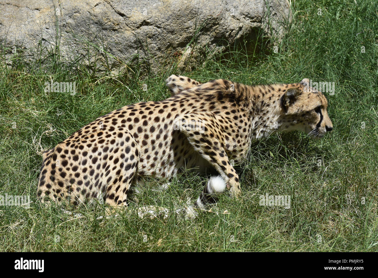 Large spotted cheetah crouching in tall green grass Stock Photo - Alamy