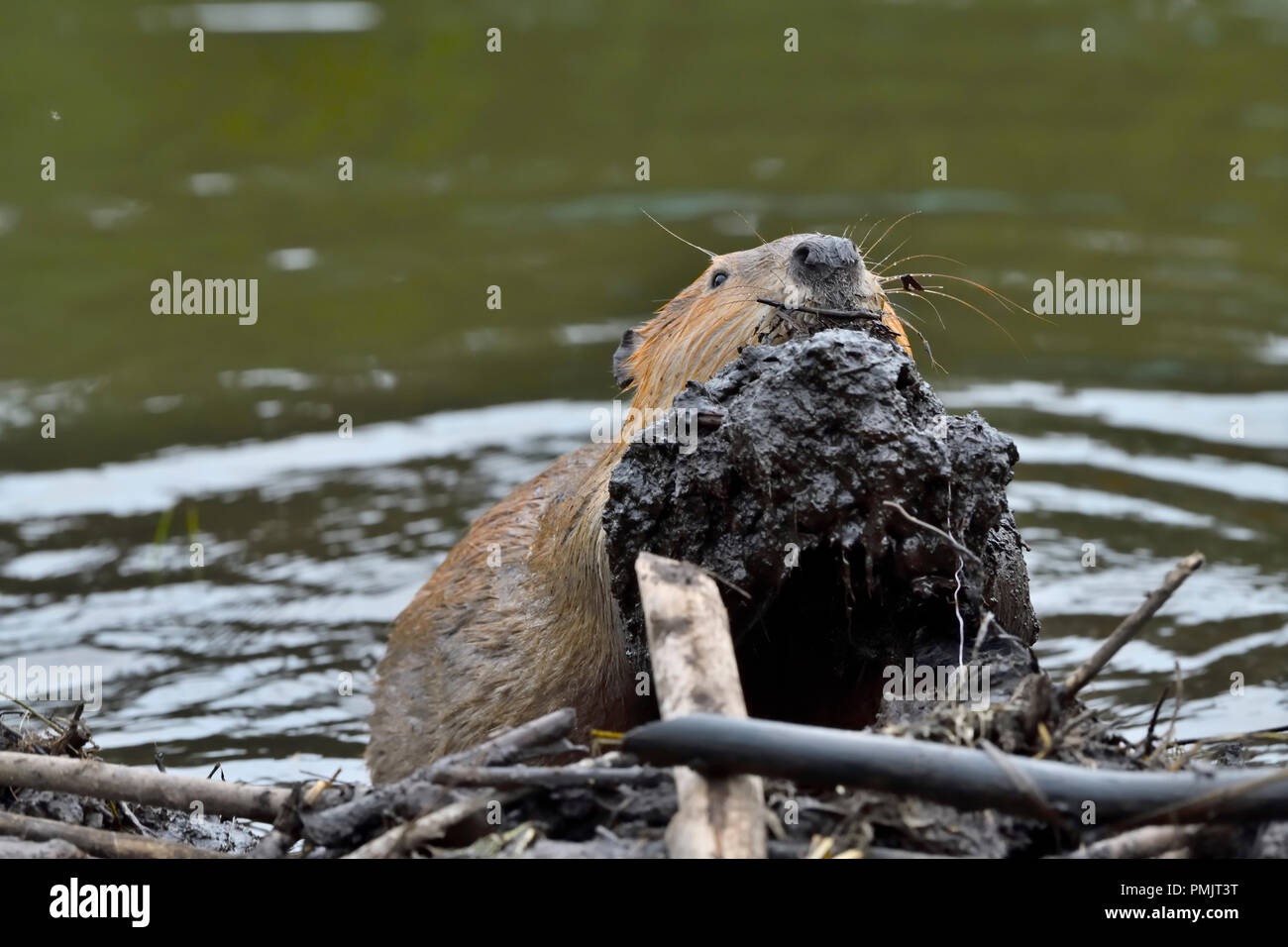 A wild beaver 'Castor canadensis'; caring an armload of fresh mud on ...