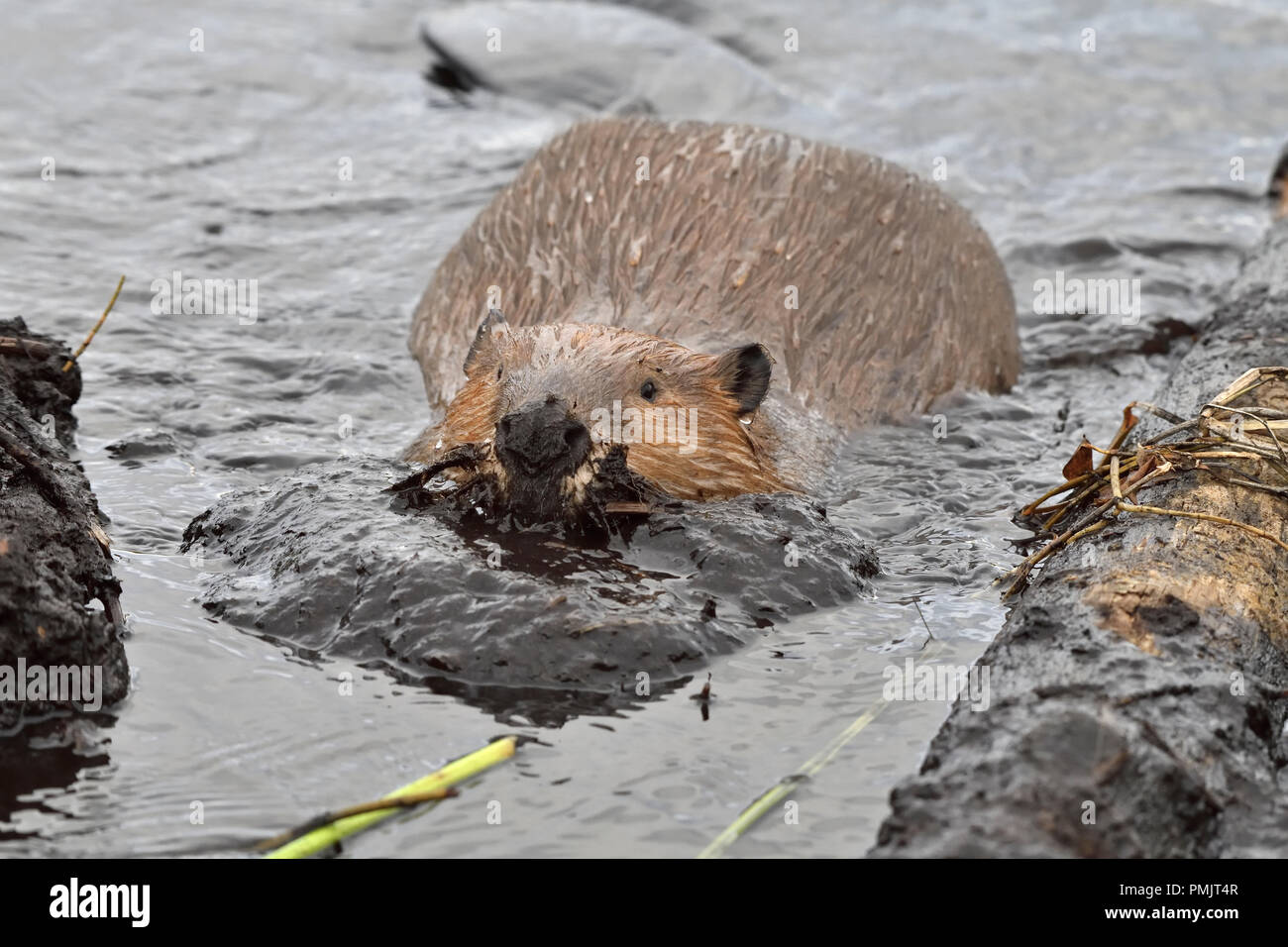 A horizontal image of an adult beaver "Castor canadensis"; pushing a ...