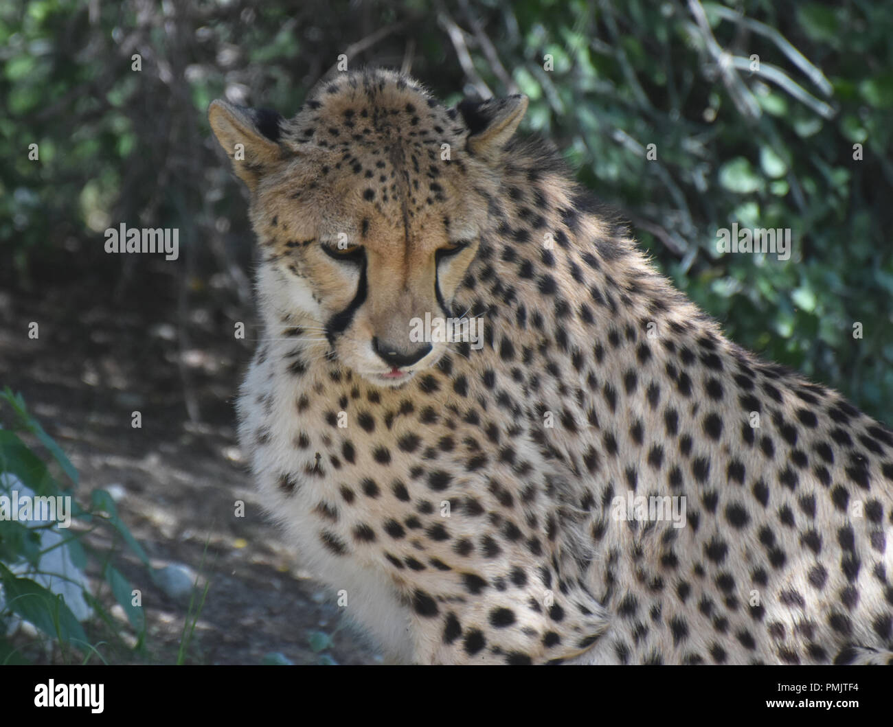 Summer day looking at a large spotted cheetah cat Stock Photo - Alamy