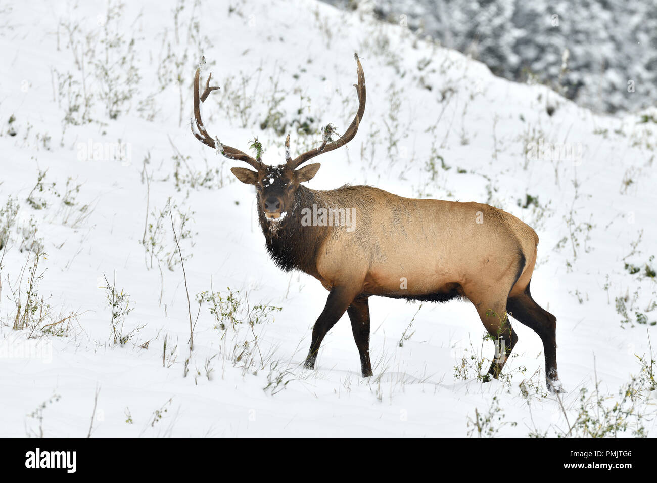 Side view large bull elk hi-res stock photography and images - Alamy