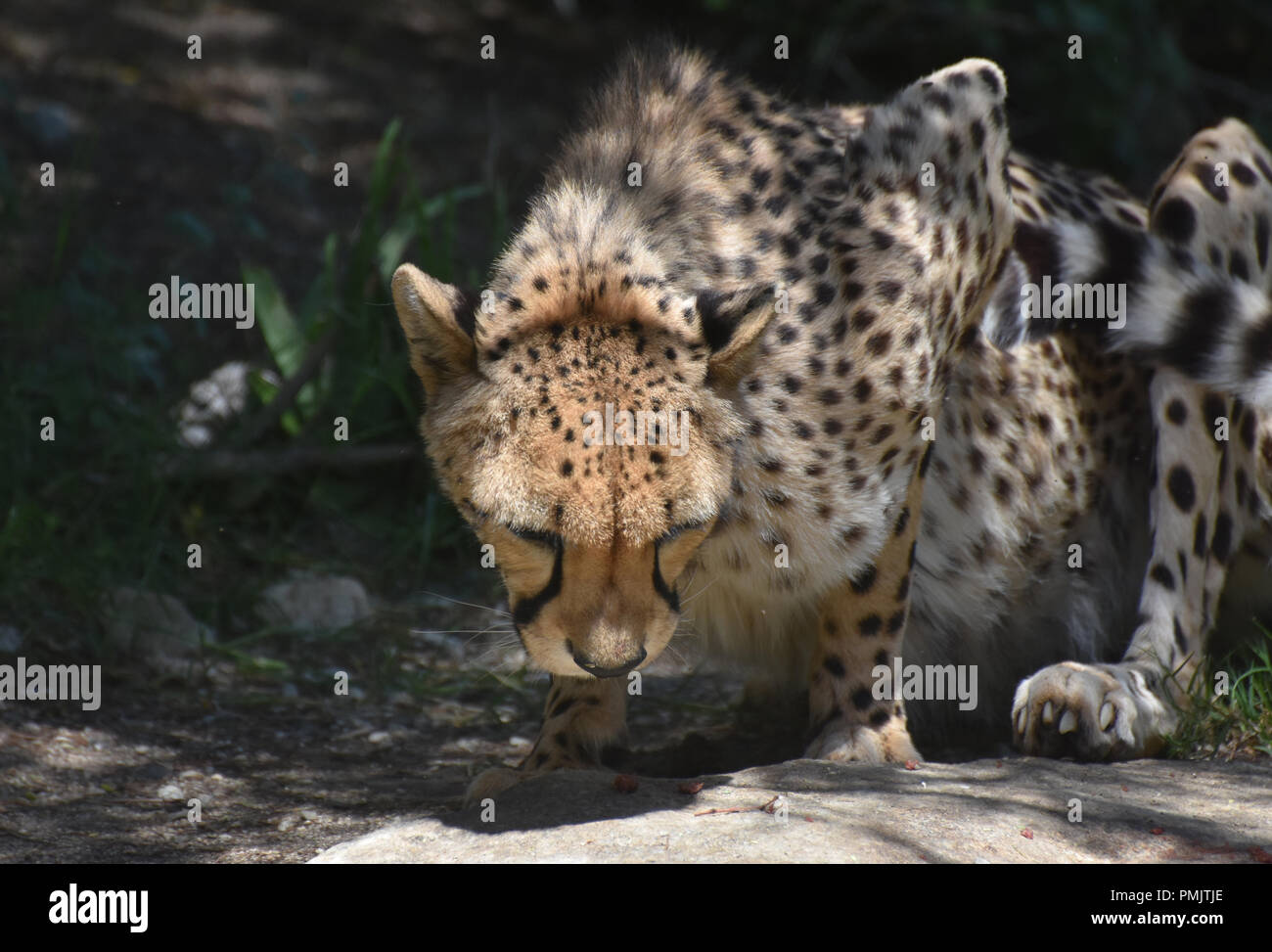 Cheetahs on rock hi-res stock photography and images - Alamy