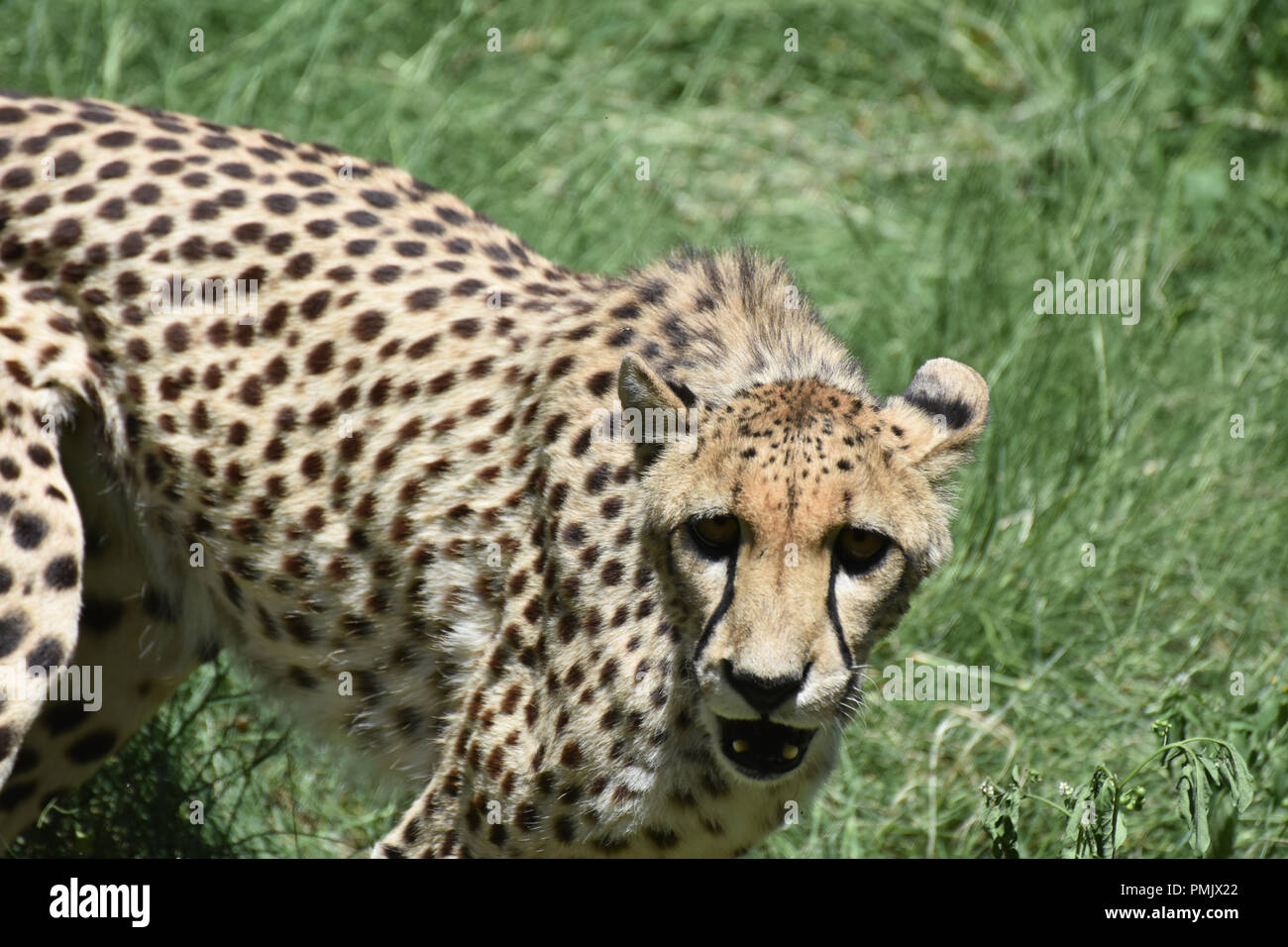 Cheetahs Open Mouth High Resolution Stock Photography and Images - Alamy