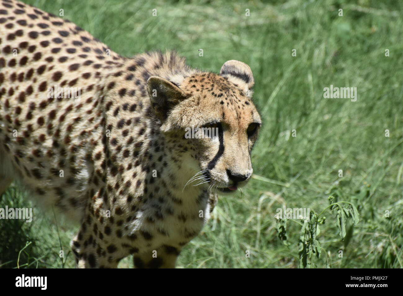 Direct look into the face of a cheetah cat Stock Photo - Alamy
