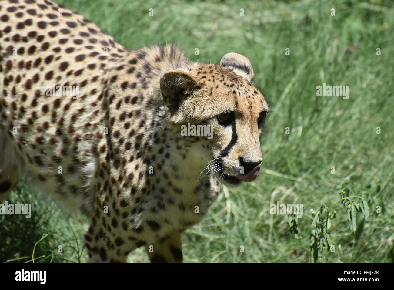 Up close look at a cheetah licking his nose Stock Photo - Alamy