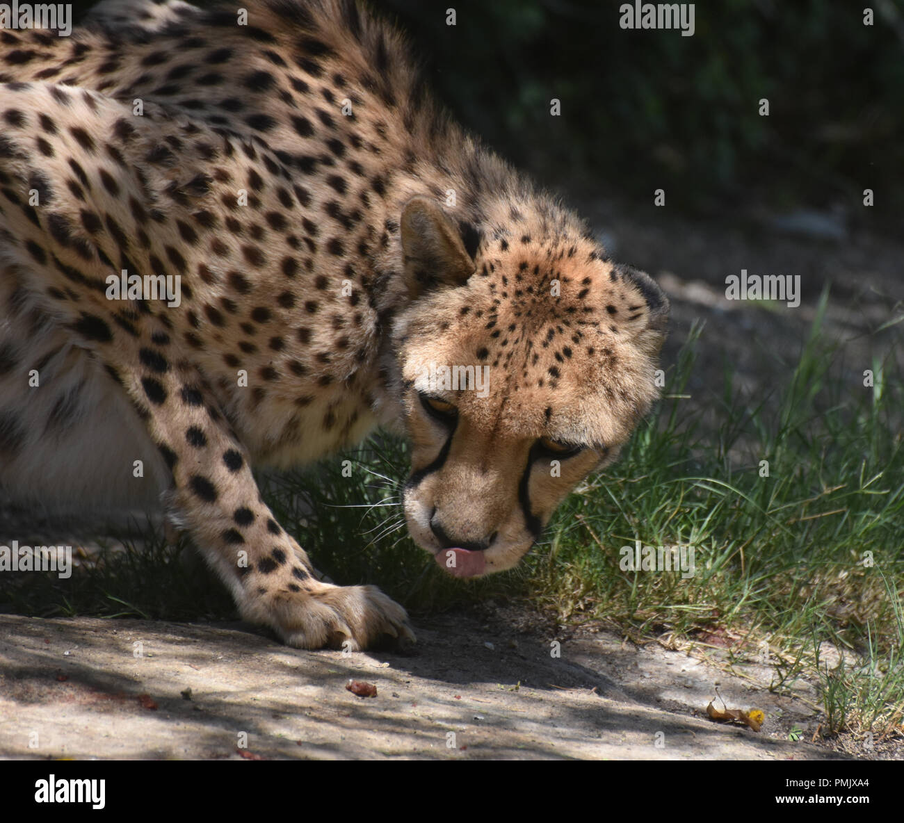 Cheetah in a tight crouch patiently waiting Stock Photo - Alamy