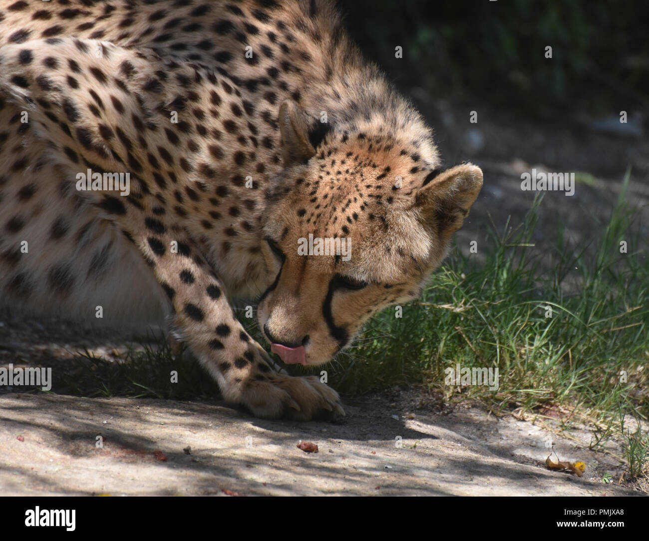Cheetah licking its nose hi-res stock photography and images - Alamy
