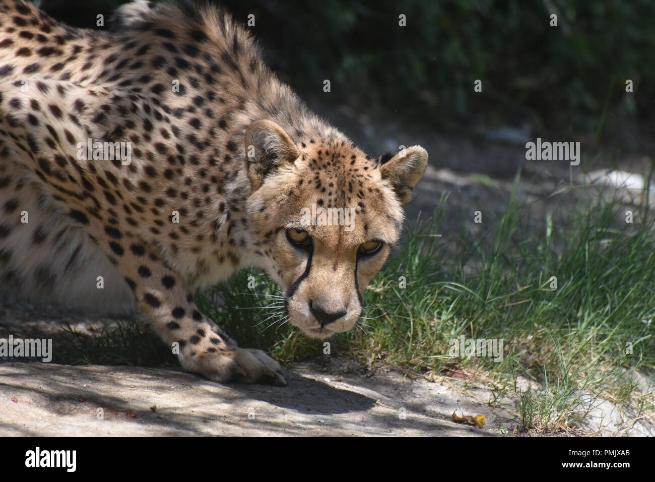 Growling cheetah hi-res stock photography and images - Alamy