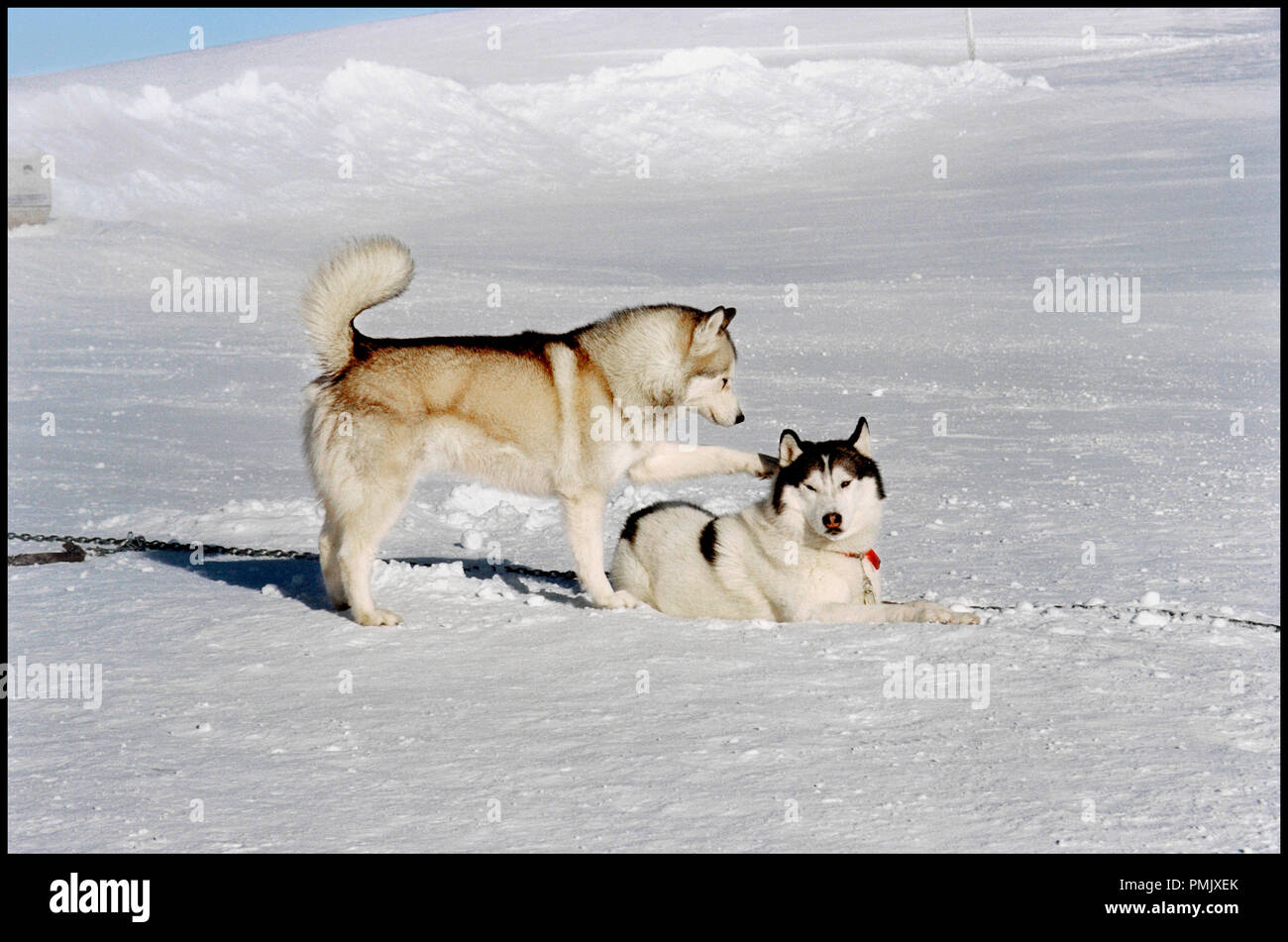 Frank Marshall Eight Below Antarctica Stock Photos & Frank Marshall ...