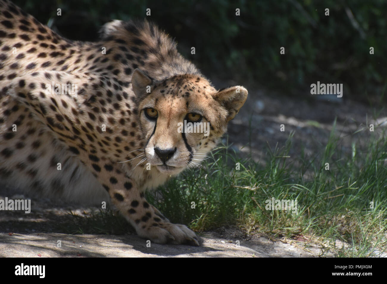 Wary and watchful cheetah in a tight crouch Stock Photo - Alamy