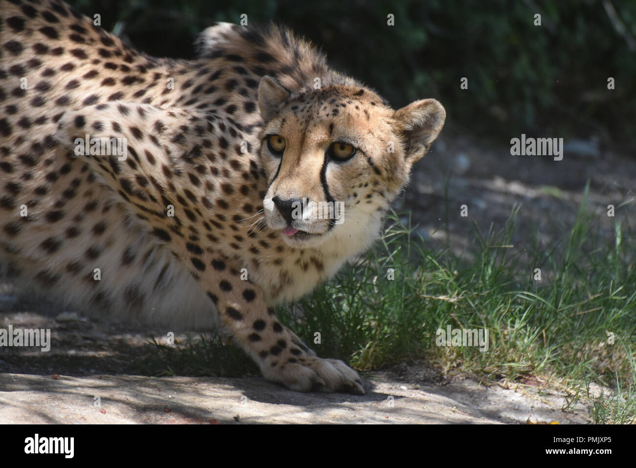 Cheetah crouching hi-res stock photography and images - Alamy