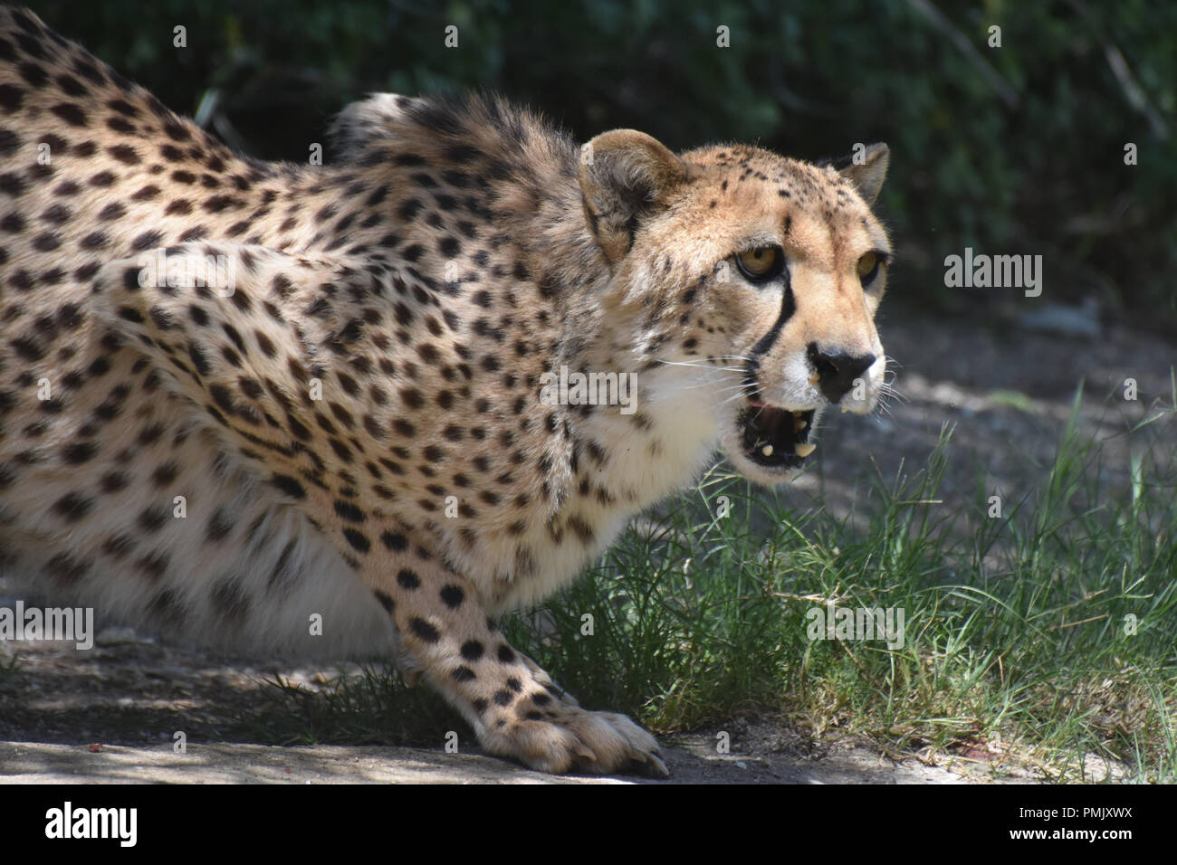 Crouching cheetah snarlking and growling on a rock Stock Photo - Alamy