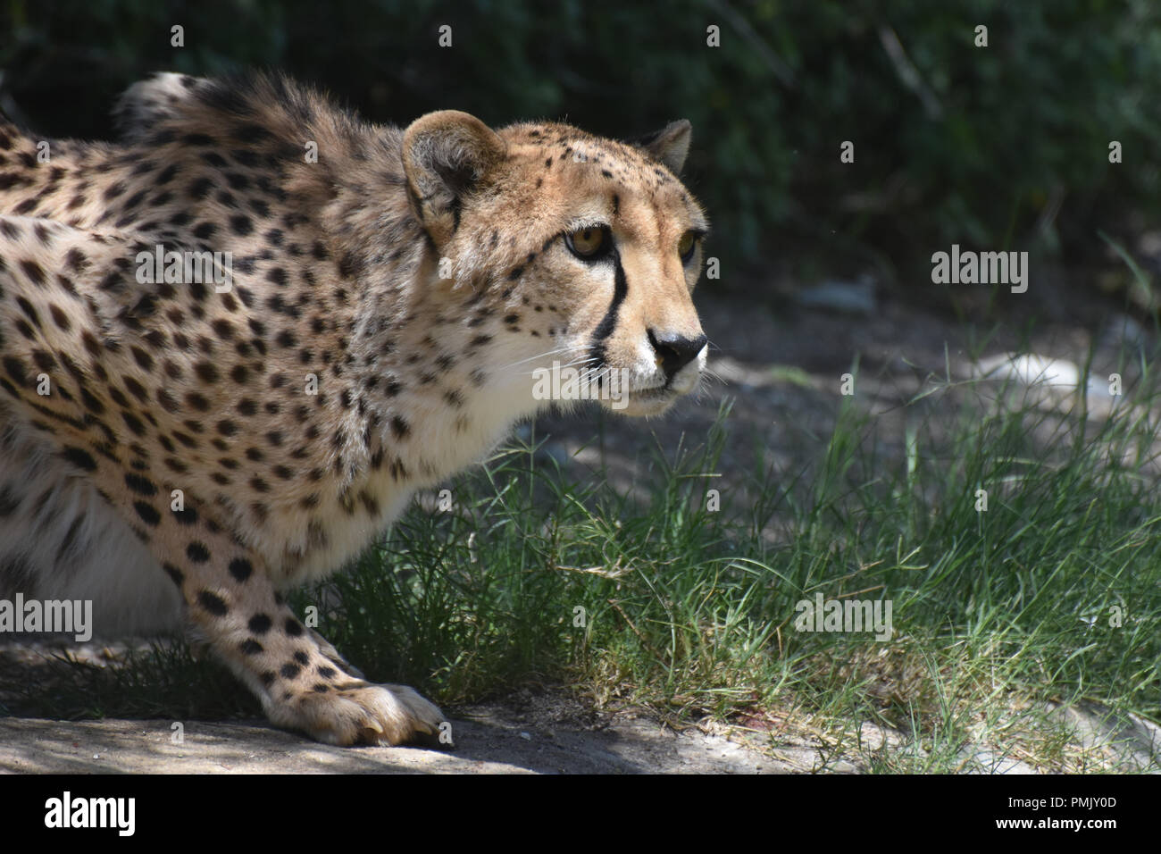 Amazing crouching cheetah with a sleek spotted coat Stock Photo - Alamy