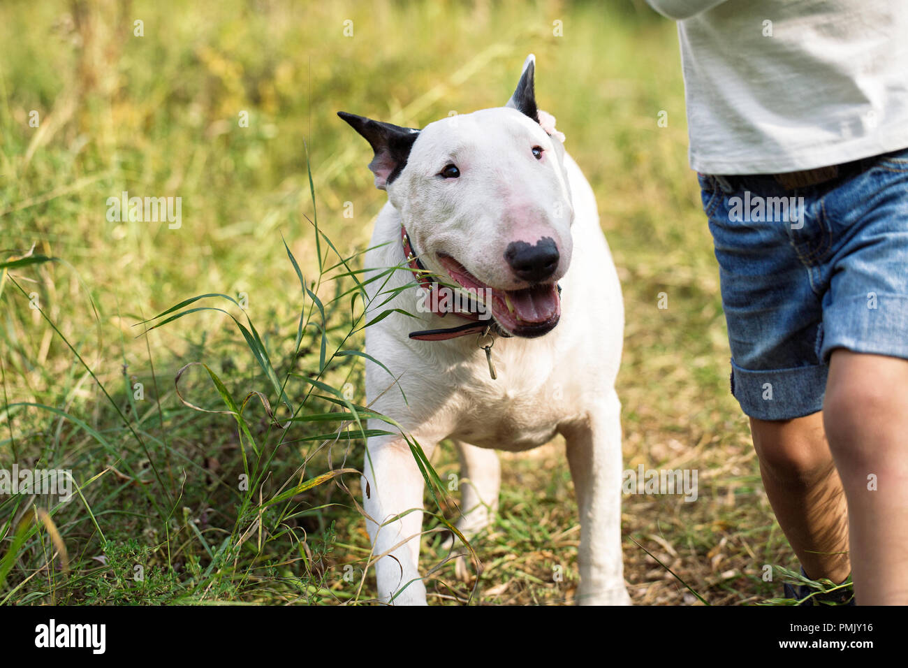 White bull terrier hi-res stock photography and images - Alamy