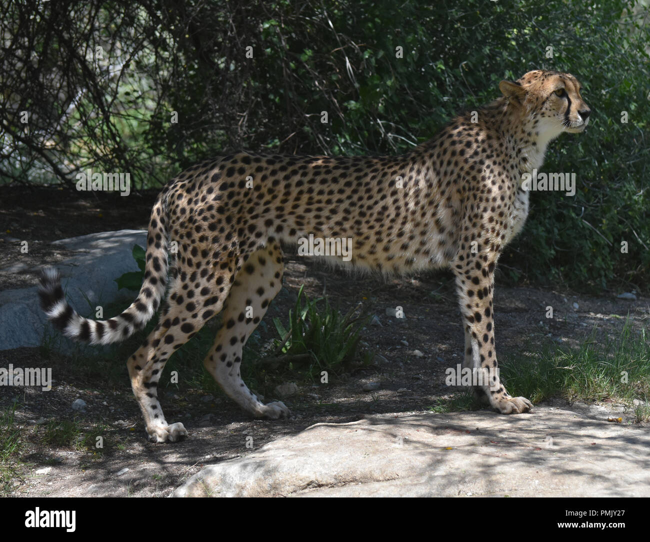 Cheetah standing on a flat rock in a regal pose Stock Photo - Alamy