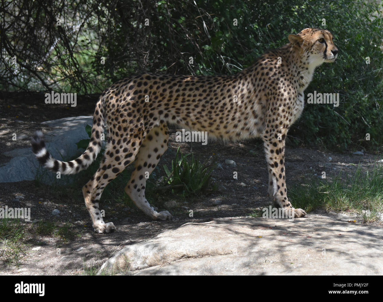 Cheetah standing on a very large rock Stock Photo - Alamy