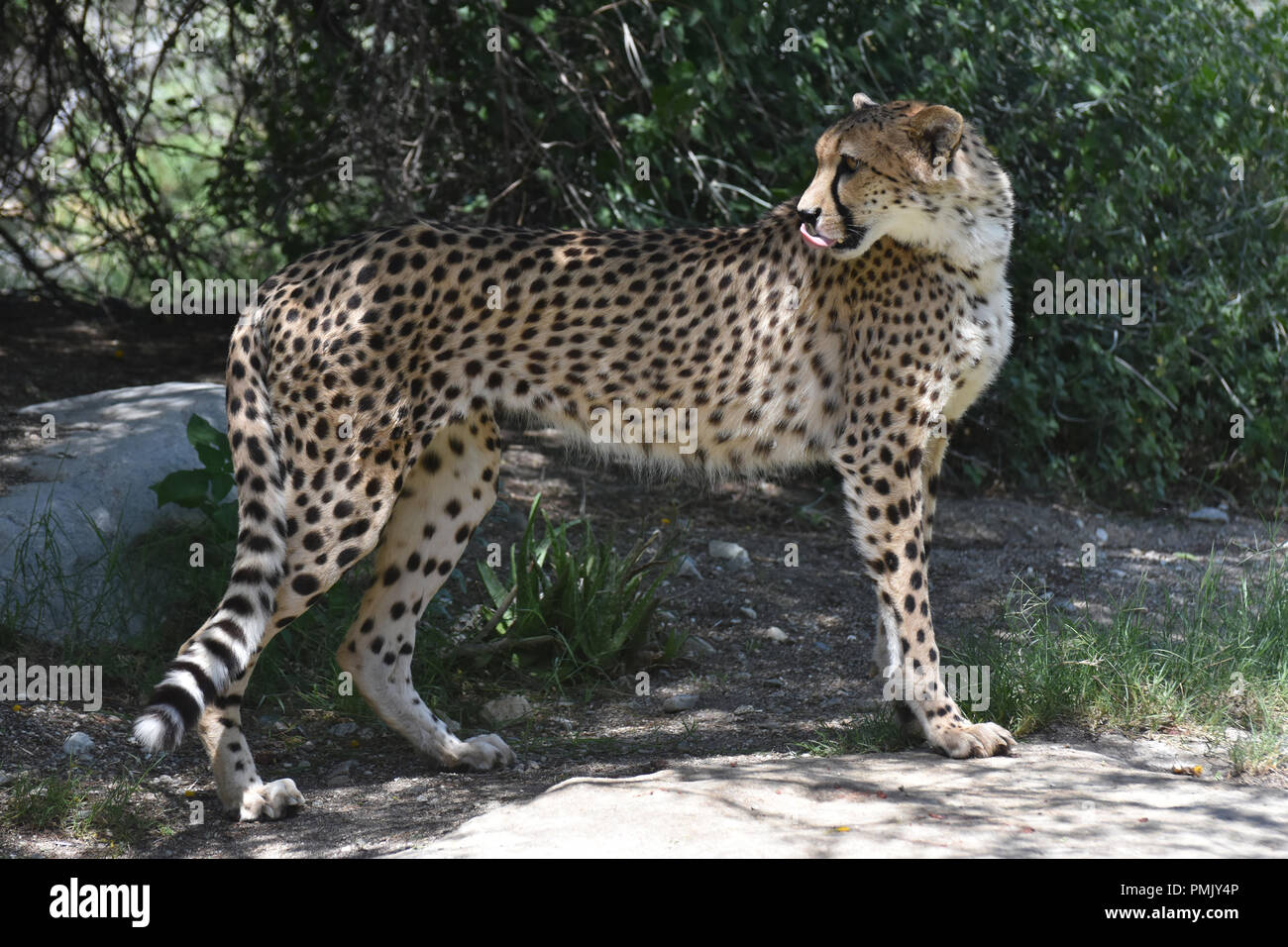 Cheetah licking the tip of his nose while standing on a rock Stock ...