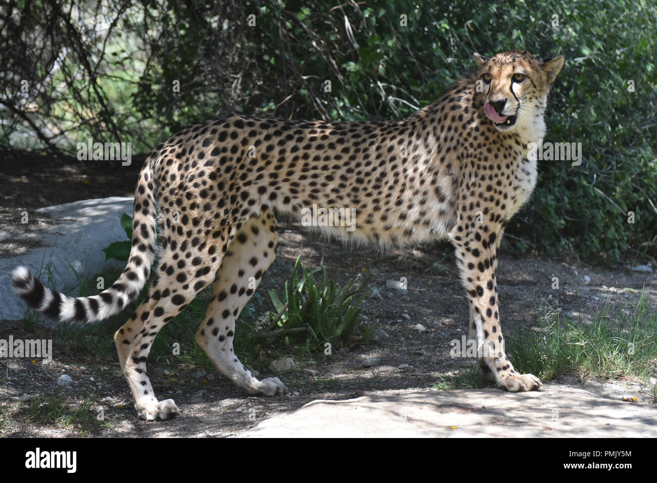 Standing cheetah licking his chops while on a big rock Stock Photo - Alamy