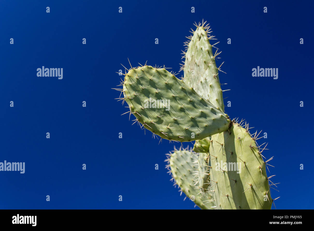 Prickly pear cactus (Opuntia ficus-indica, also known as Indian fig ...