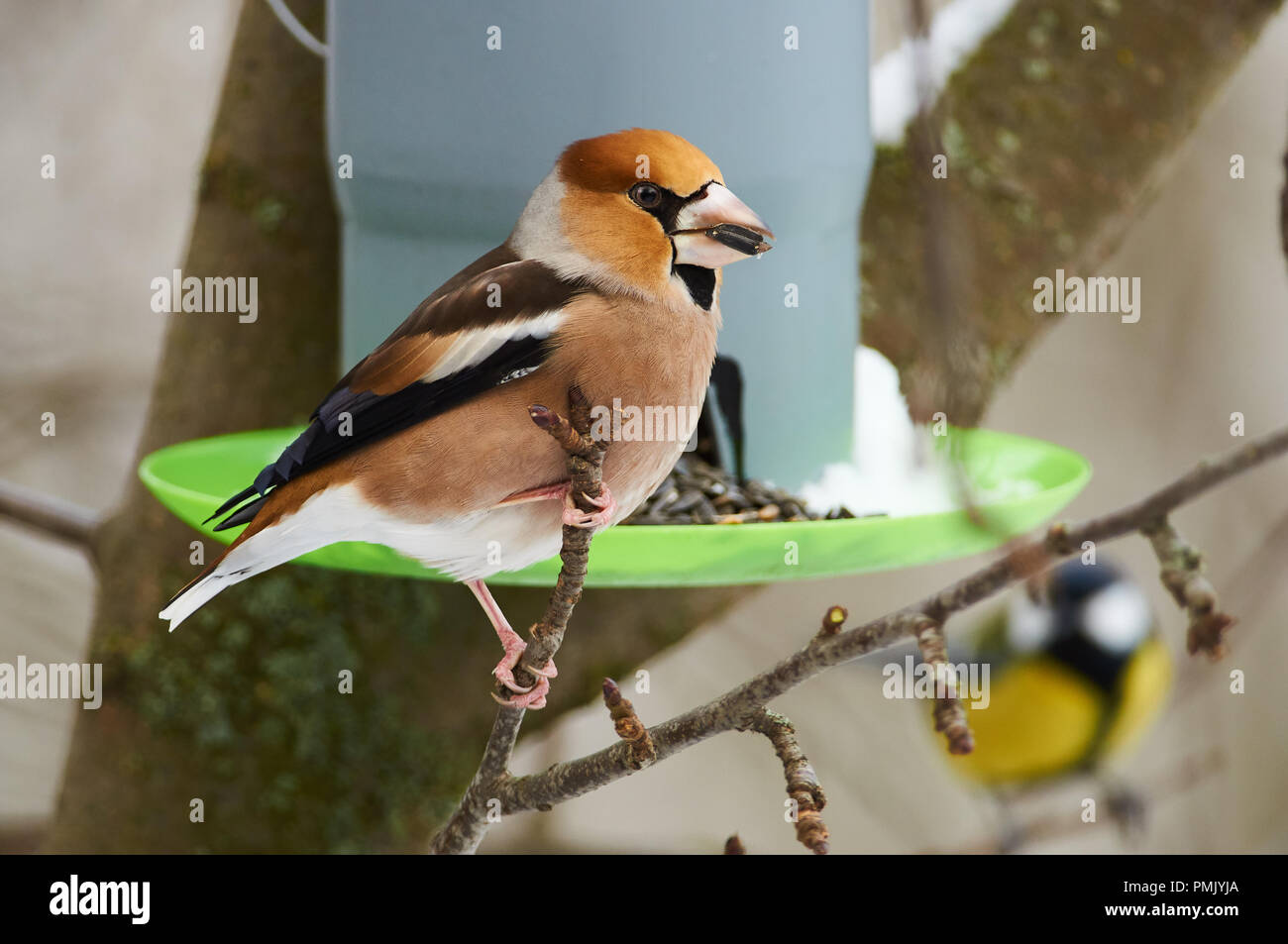 Male and female hawfinch hi-res stock photography and images - Alamy