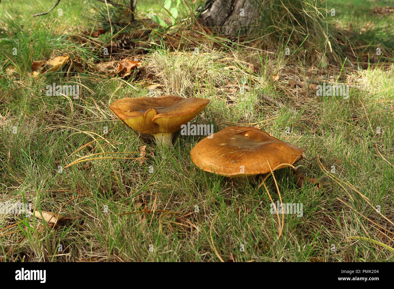 Suillus bovinus, also known as the Jersey cow mushroom or bovine bolete ...